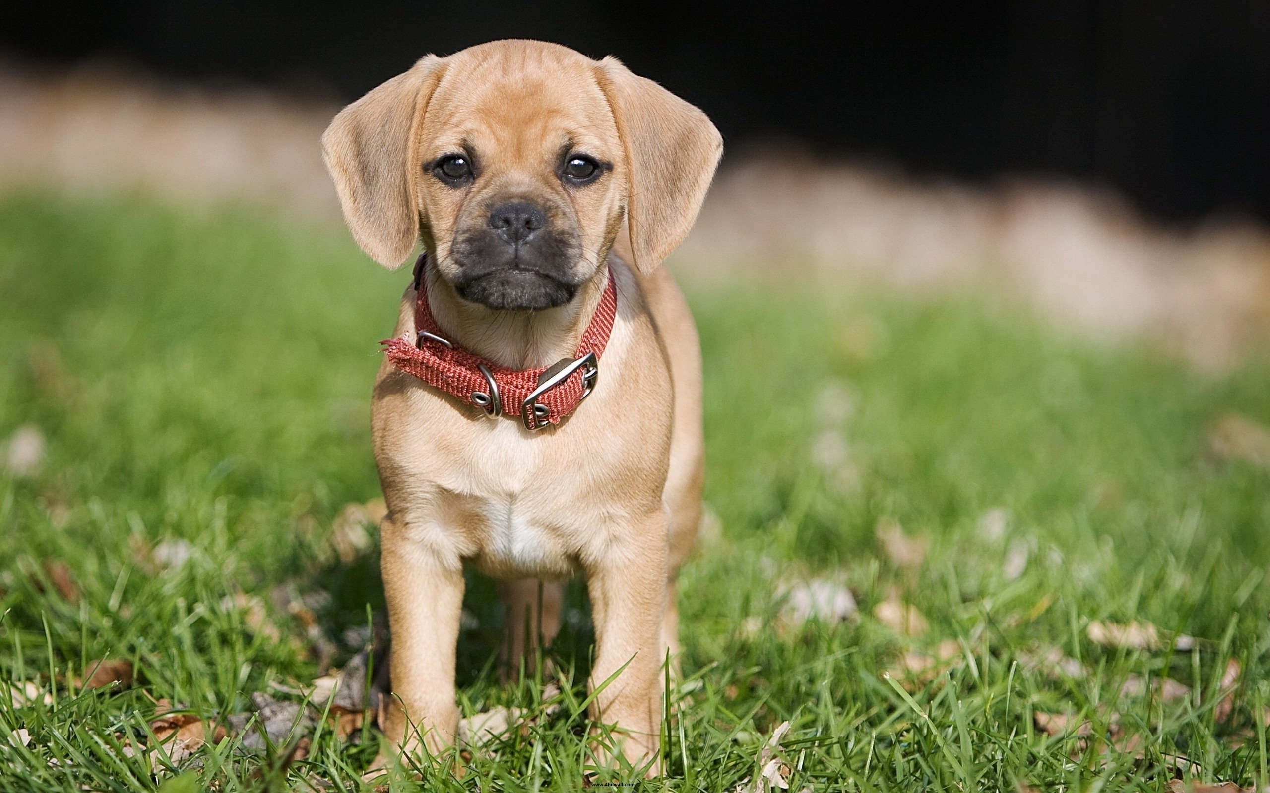 Adopt a dog for free srz php